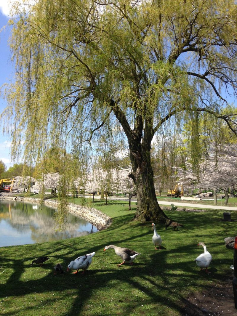 Timeline : 175 Years of History - Forest Lawn