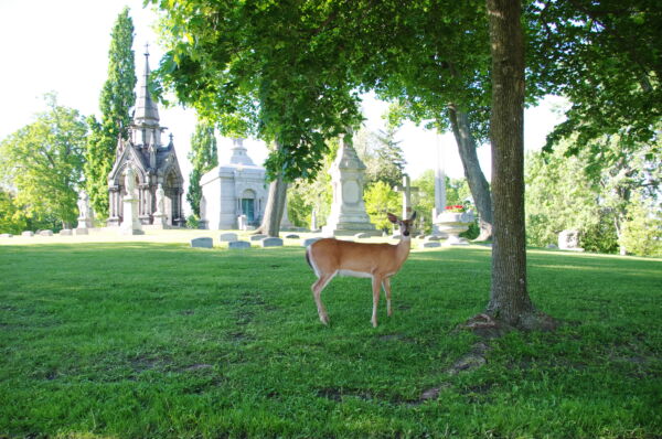 Events from June 15 – July 28 – Forest Lawn